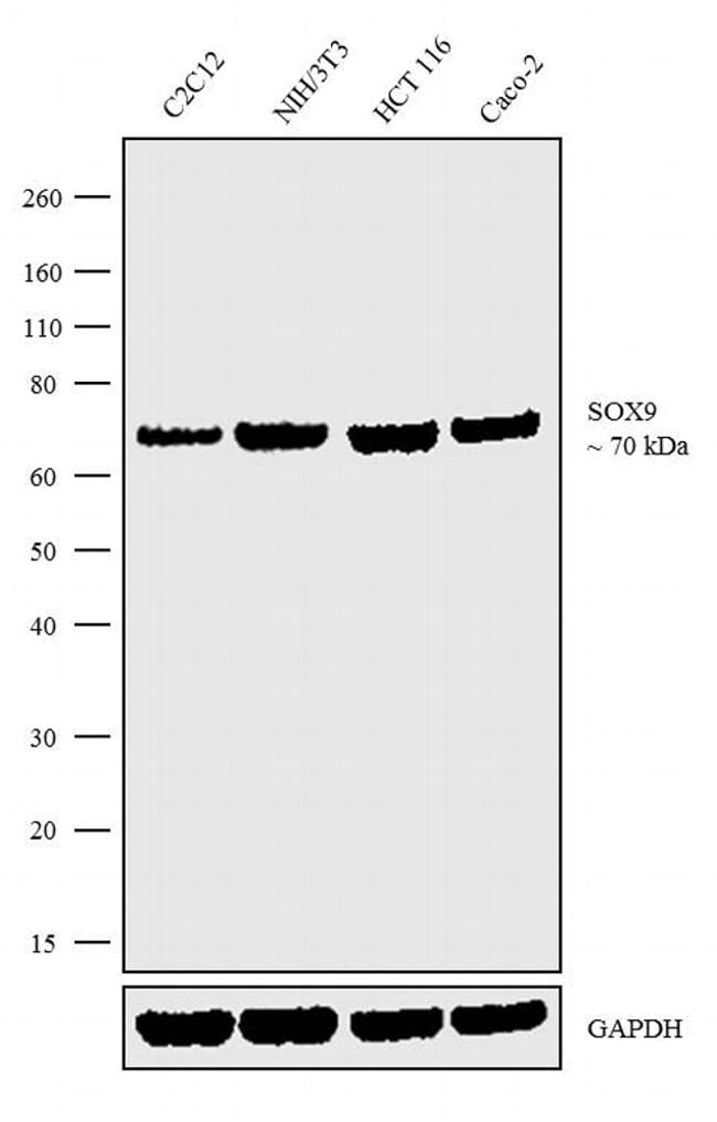 SOX9 Antibody (702016)