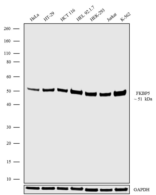 FKBP5 Antibody (702260)