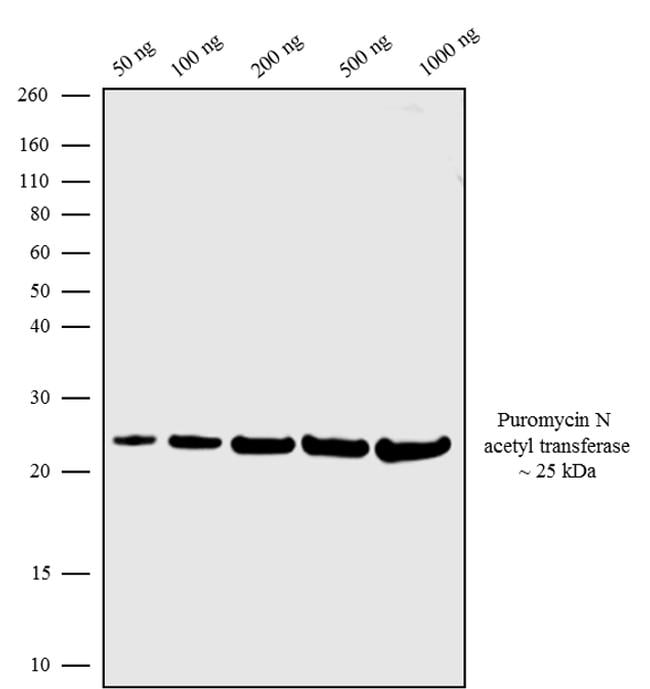 Puromycin N-acetyltransferase Antibody (702389)