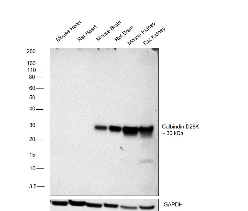 Calbindin D28K Antibody (702411)