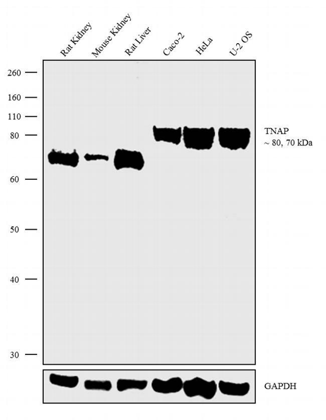 ALPL Antibody (702454)
