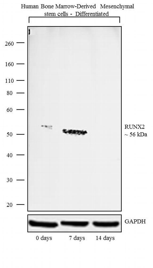 RUNX2 Antibody (702489)