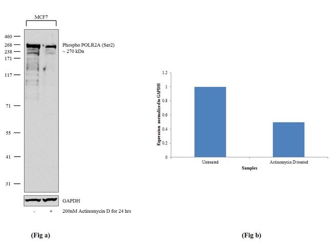 Phospho-RNA pol II CTD (Ser2) Antibody (703108)