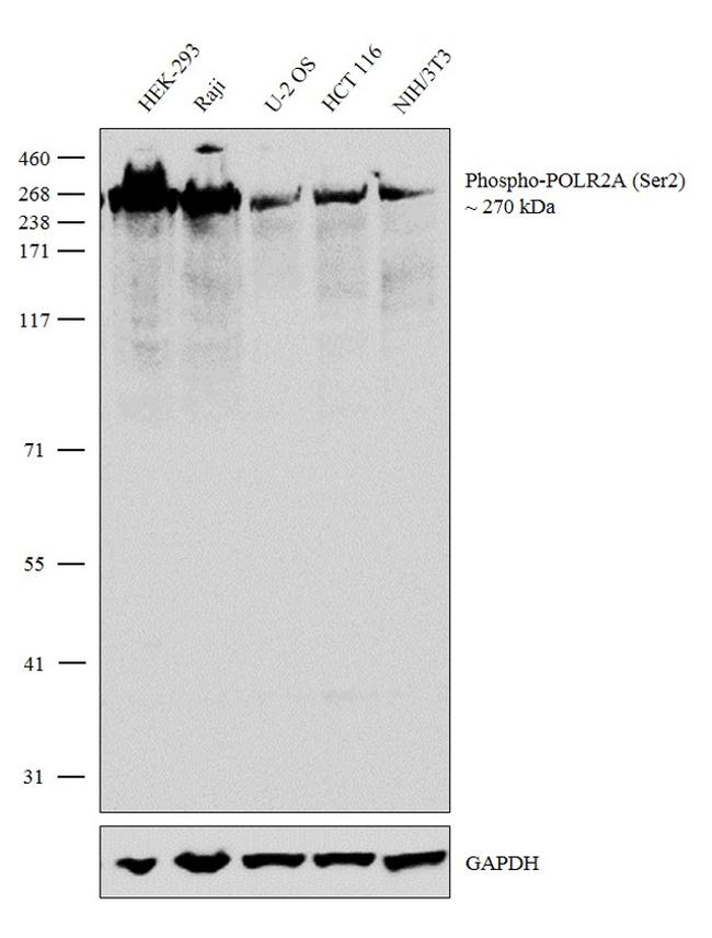 Phospho-RNA pol II CTD (Ser2) Antibody (703108)