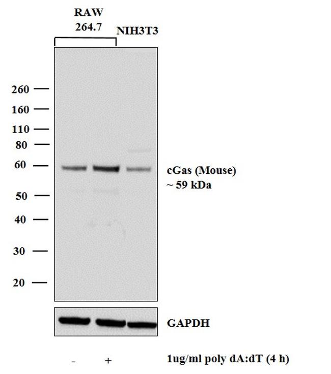cGAS Antibody (703149)