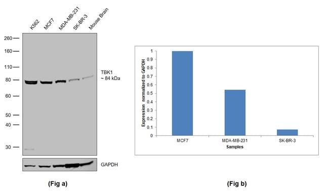 TBK1 Antibody (703154)