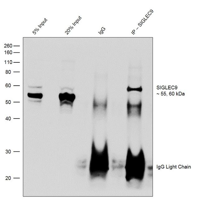 SIGLEC9 Antibody (703464)