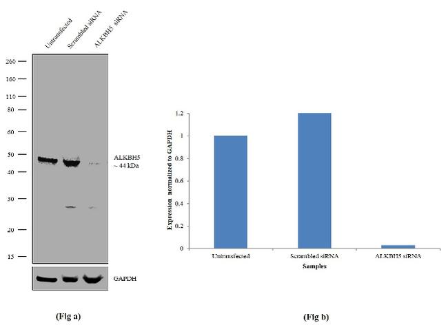 ALKBH5 Antibody (703570)