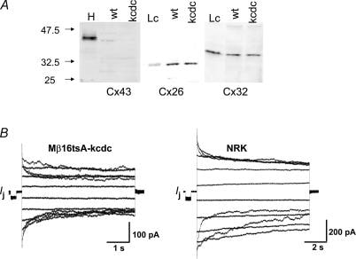 Connexin 26 Antibody (71-0500)