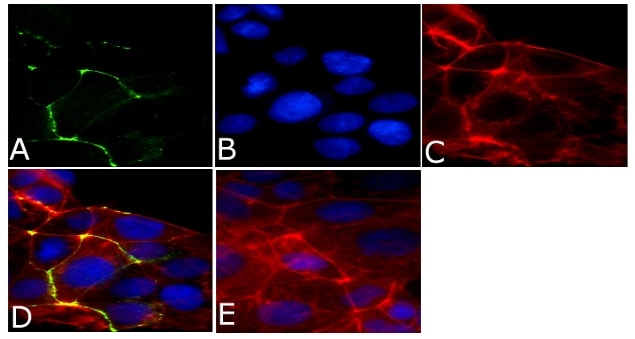 ZO-2 Antibody (71-1400)
