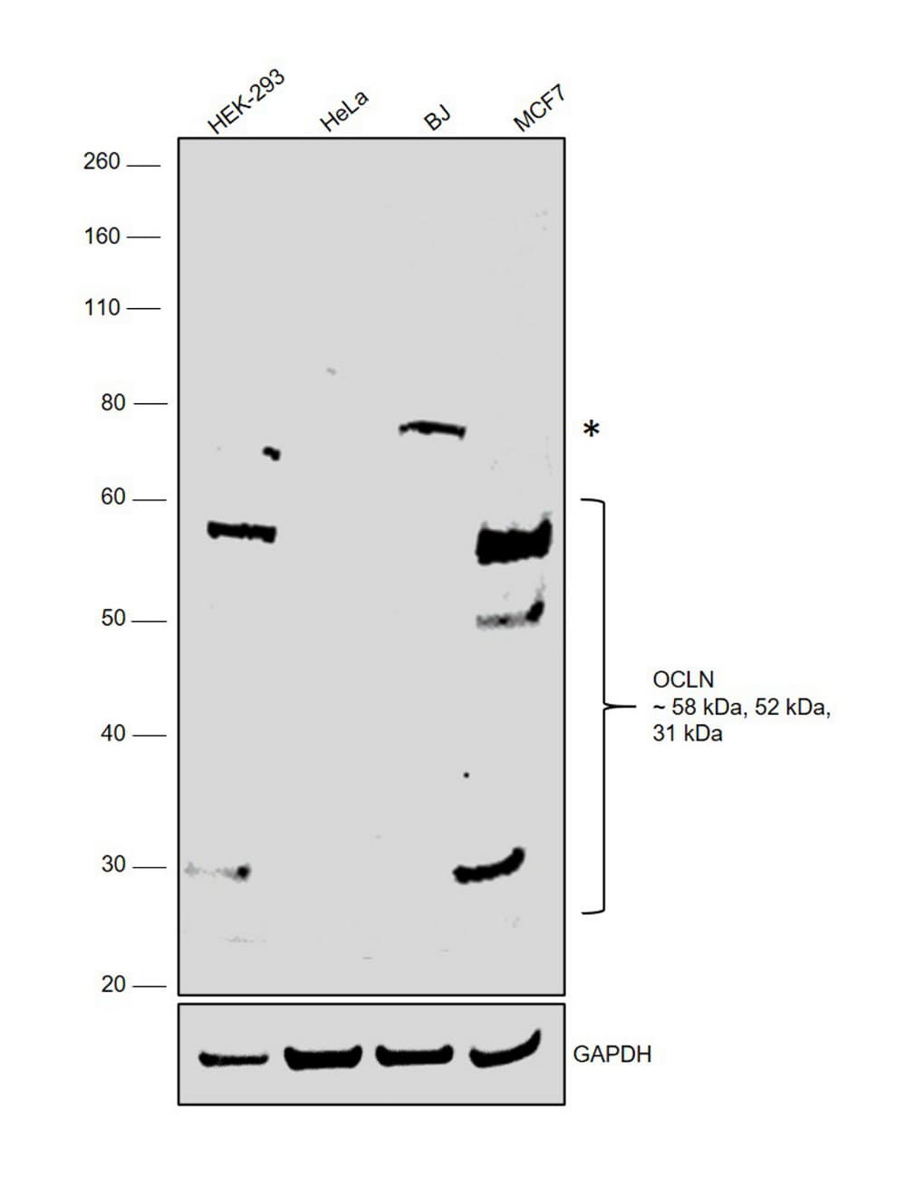 Occludin Antibody (71-1500)