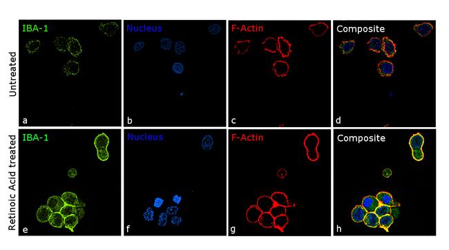 IBA1 Antibody (711504)