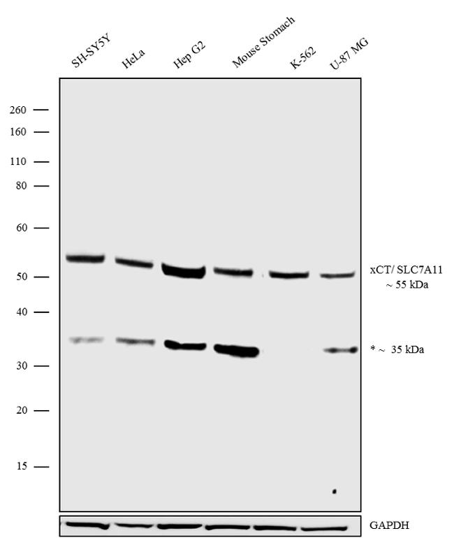 SLC7A11 Antibody (711589)