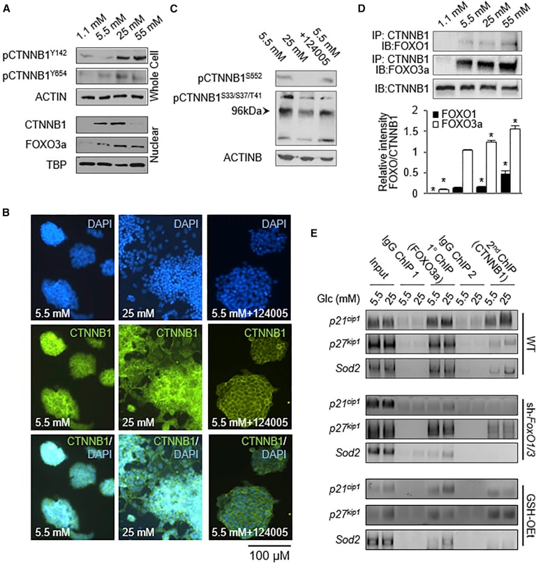 beta Catenin Antibody (71-2700)