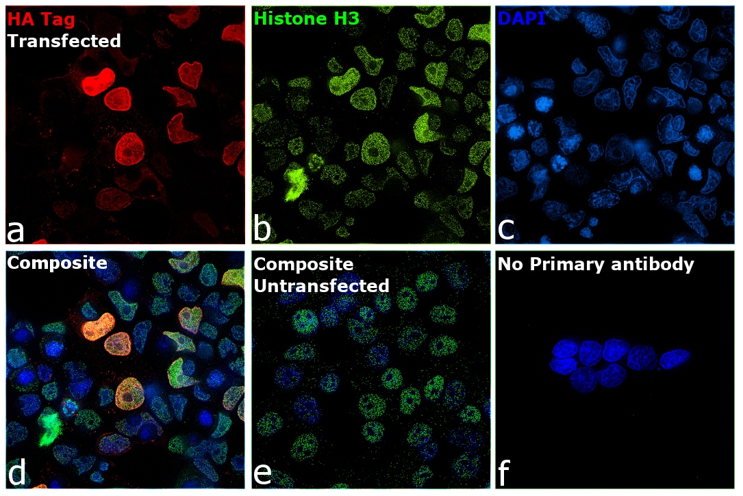 HA Tag Antibody (71-5500)