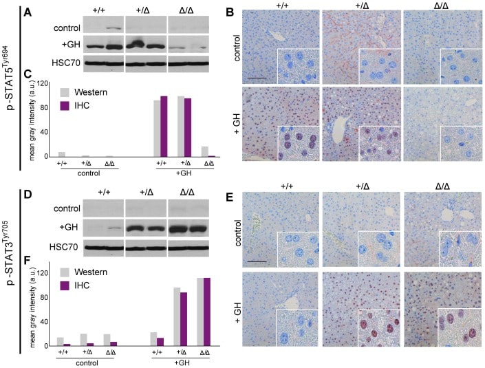Phospho-STAT5 alpha (Tyr694) Antibody (71-6900)