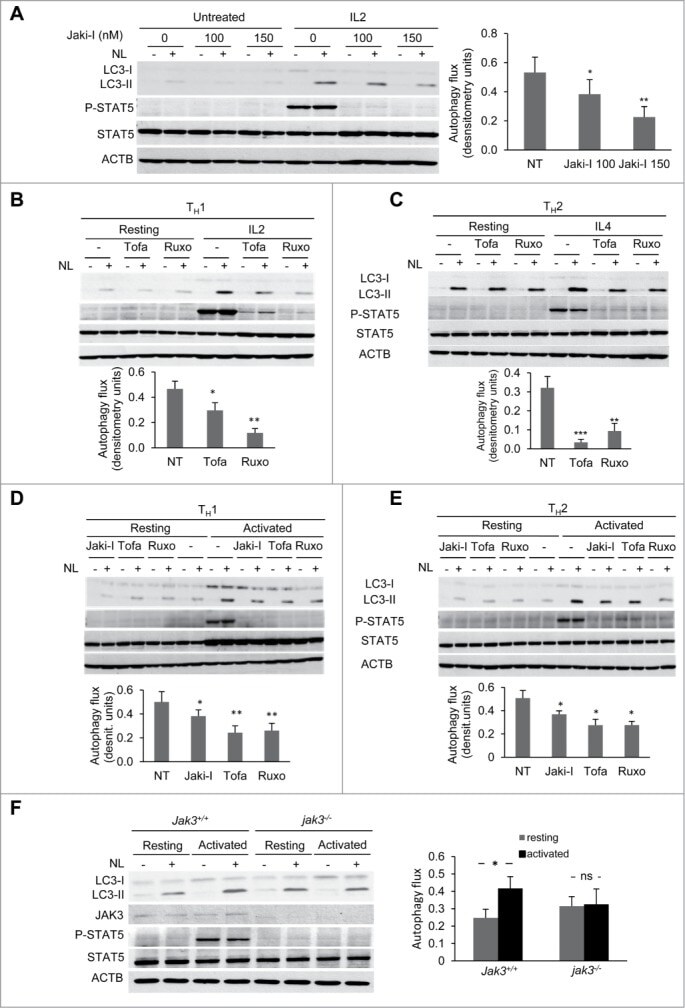 Phospho-STAT5 alpha (Tyr694) Antibody (71-6900)