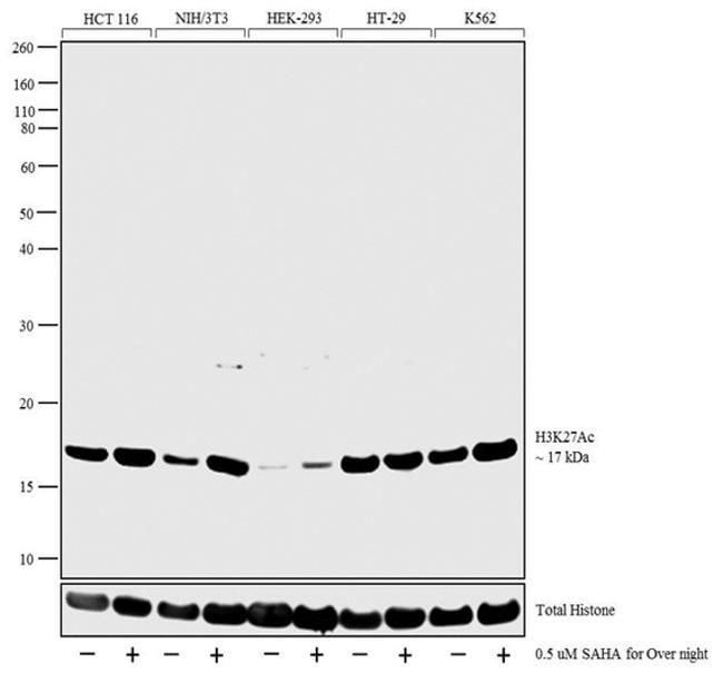 H3K27ac Antibody (720096)