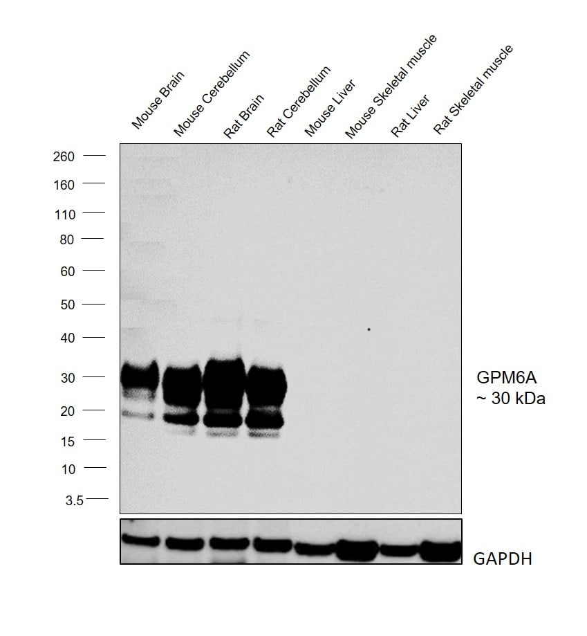GPM6A Antibody (720252)