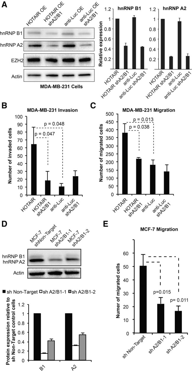 beta Actin Antibody, HRP (MA5-15739-HRP)