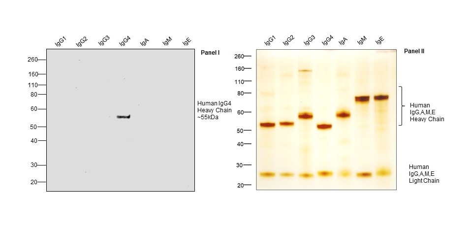 Mouse anti-Human IgG4 Fc (A-10651)