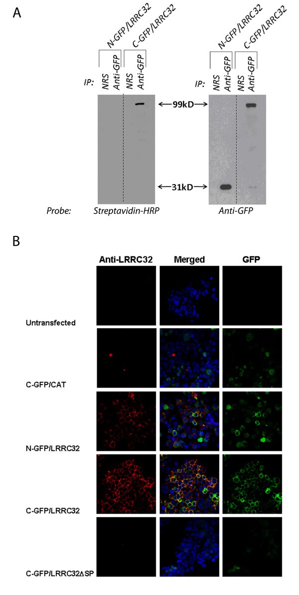 GFP Antibody (33-2600)