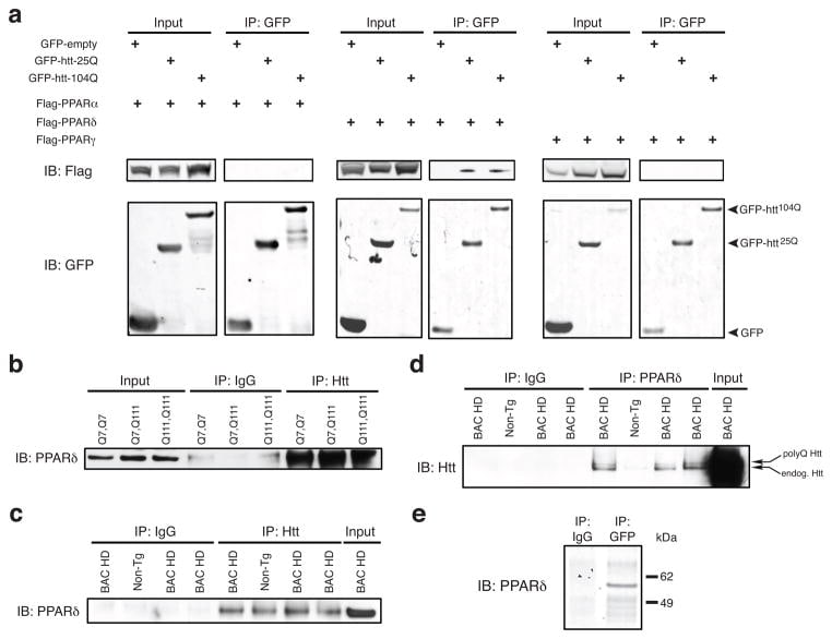 PPAR alpha Antibody (PA1-822A)