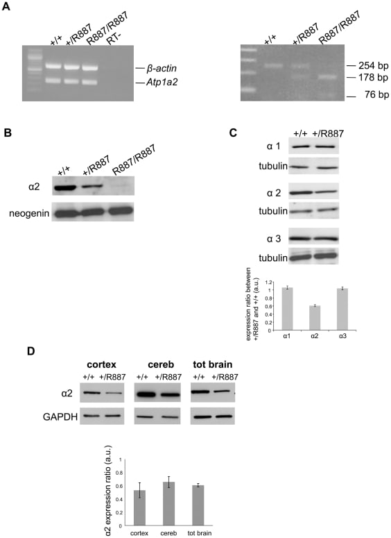 ATP1A3 Antibody (MA3-915)
