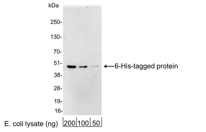 6-His Tag Antibody (A190-113A)