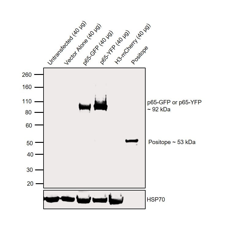 GFP Antibody, Alexa Fluor™ 488 (A-21311)
