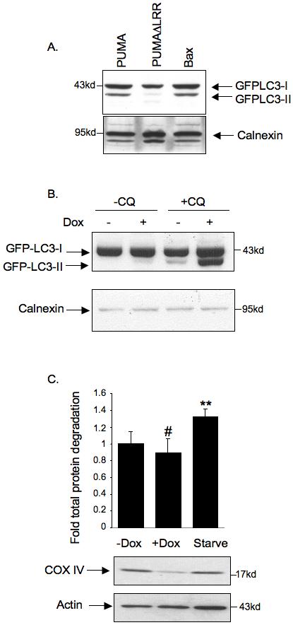OxPhos Complex IV subunit IV Antibody (A-21347)