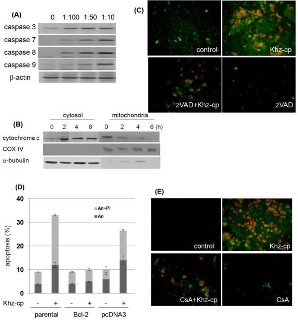 OxPhos Complex IV subunit IV Antibody (A-21347)