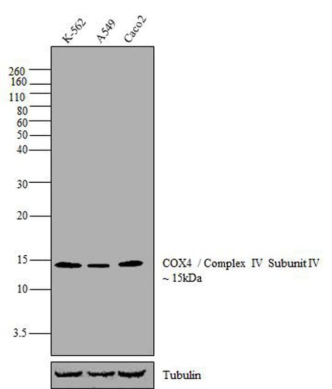 OxPhos Complex IV subunit IV Antibody (A-21347)