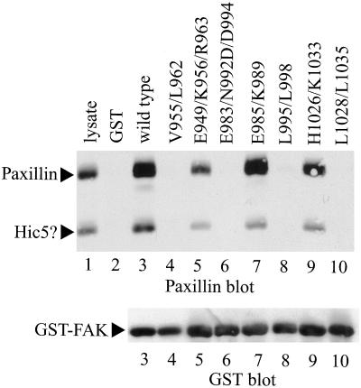 GST Tag Antibody (A-5800)