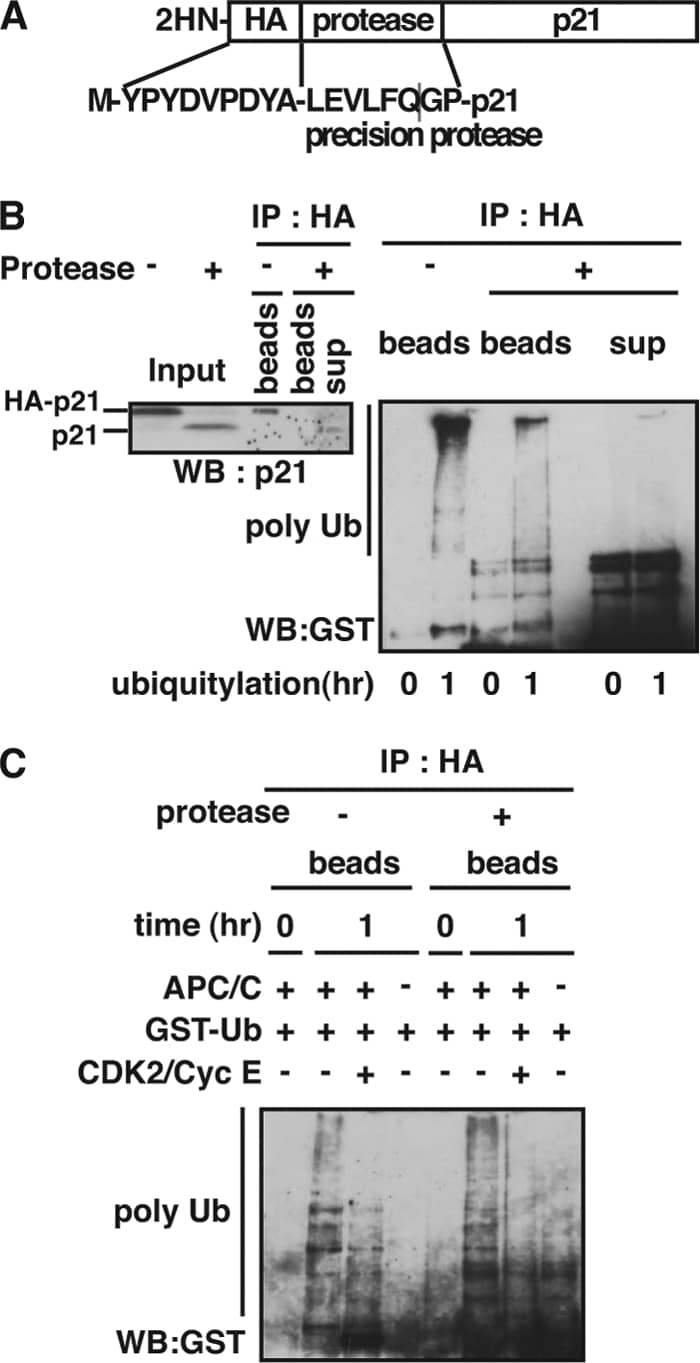 GST Tag Antibody (A-5800)
