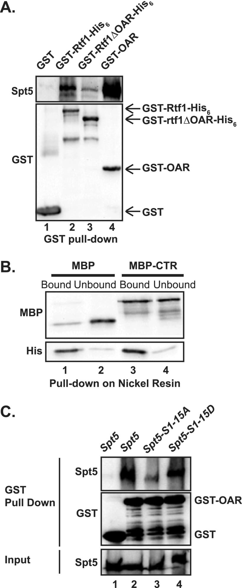 GST Tag Antibody (A-5800)