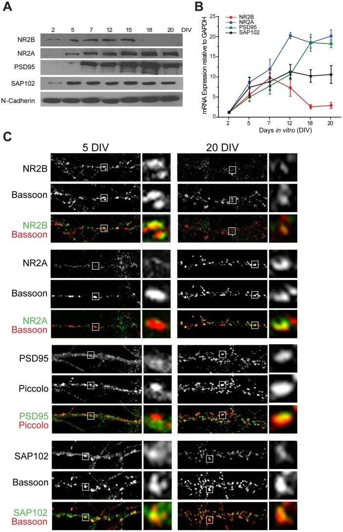 NMDAR2A Antibody (A-6473)