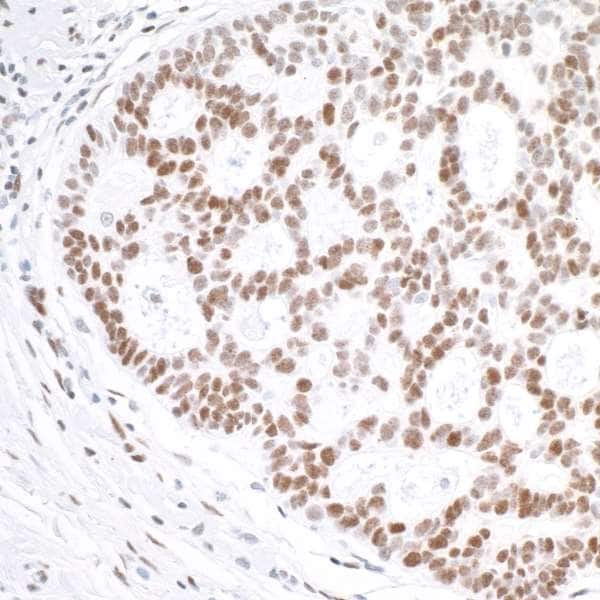 gamma-H2AX Antibody (A700-053)