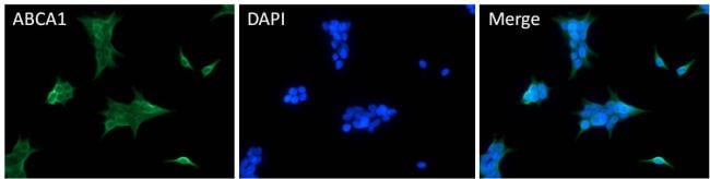ABCA1 Antibody (PA1-16789)