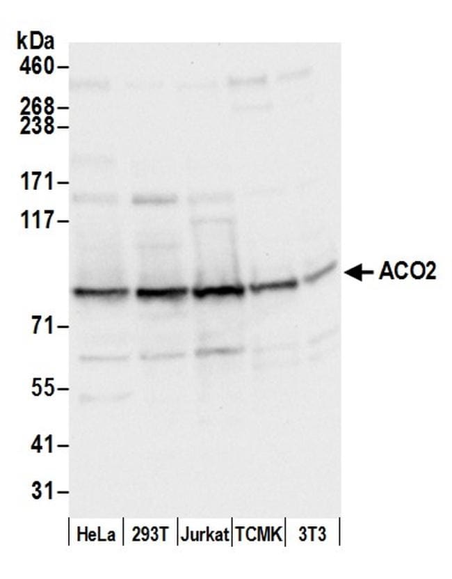 ACO2/Aconitase Antibody (A305-302A)