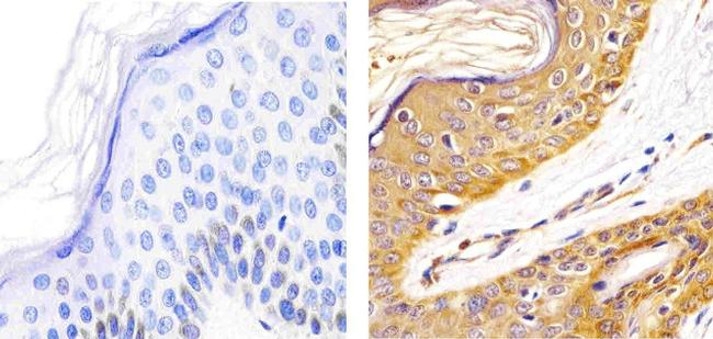 alpha Synuclein Antibody (AHB0261)