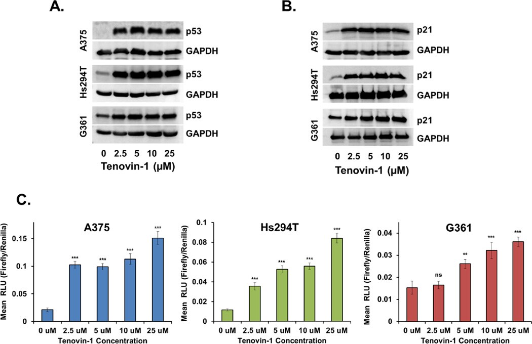p53 Antibody (AHO0152)
