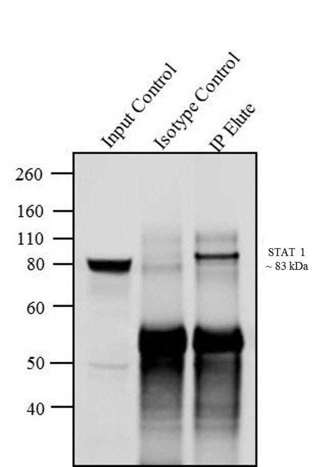 STAT1 Antibody (AHO0832)