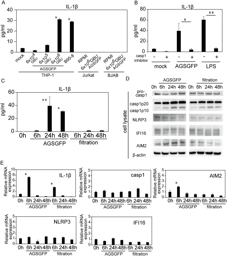 AIM2 Antibody (14-6008-93)