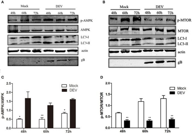 AMPK alpha-1 Antibody (AHO1332)