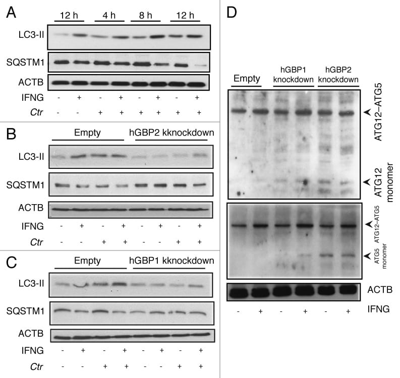 ATG12 Antibody (36-6400)