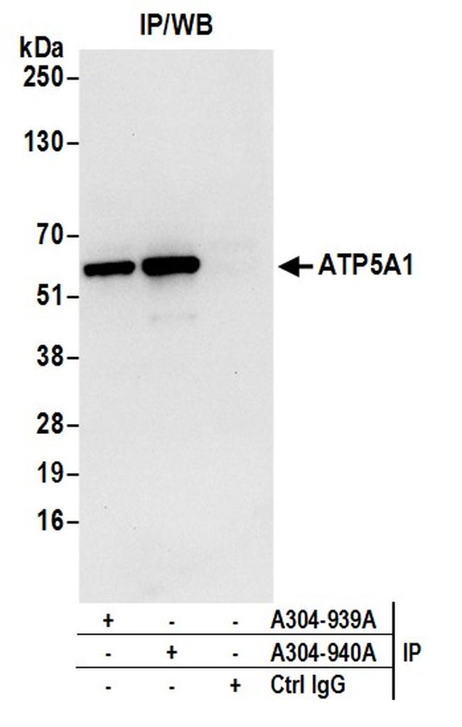 ATP5A1 Antibody (A304-939A)