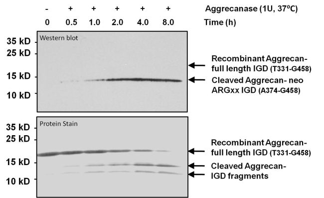 Aggrecan Antibody (MA3-16888)