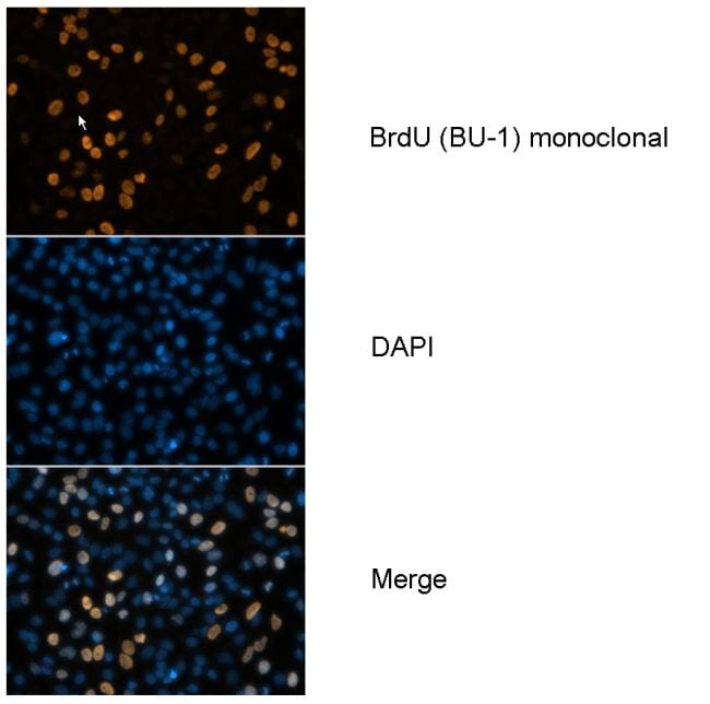 BrdU Antibody (MA3-071)
