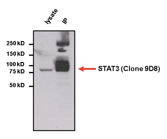 STAT3 Antibody (MA1-13042)
